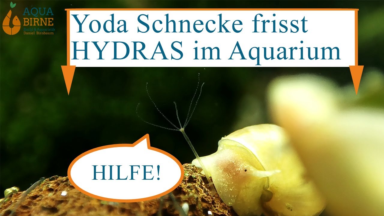 Spitzschlammschnecke / Yoda Schnecke frisst Hydras im Aquarium | Aqua-Birne.de 🐌🌿 - YouTube