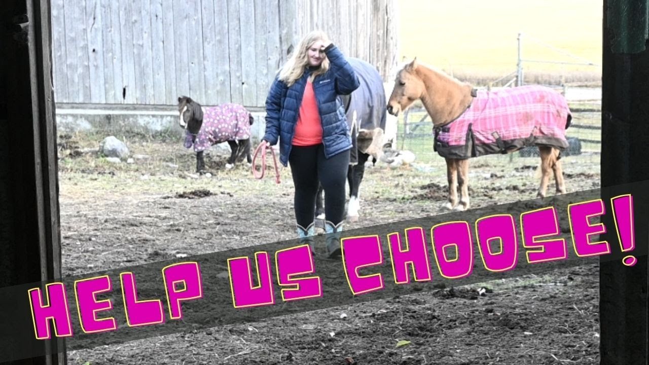 Help Us Choose Her New Horse - YouTube