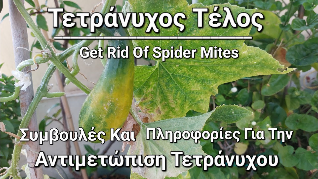 ΤΕΤΡΑΝΥΧΟΣ ΤΕΛΟΣ : Συμβουλές Και Πληροφορίες Για Την Αντιμετώπιση ...