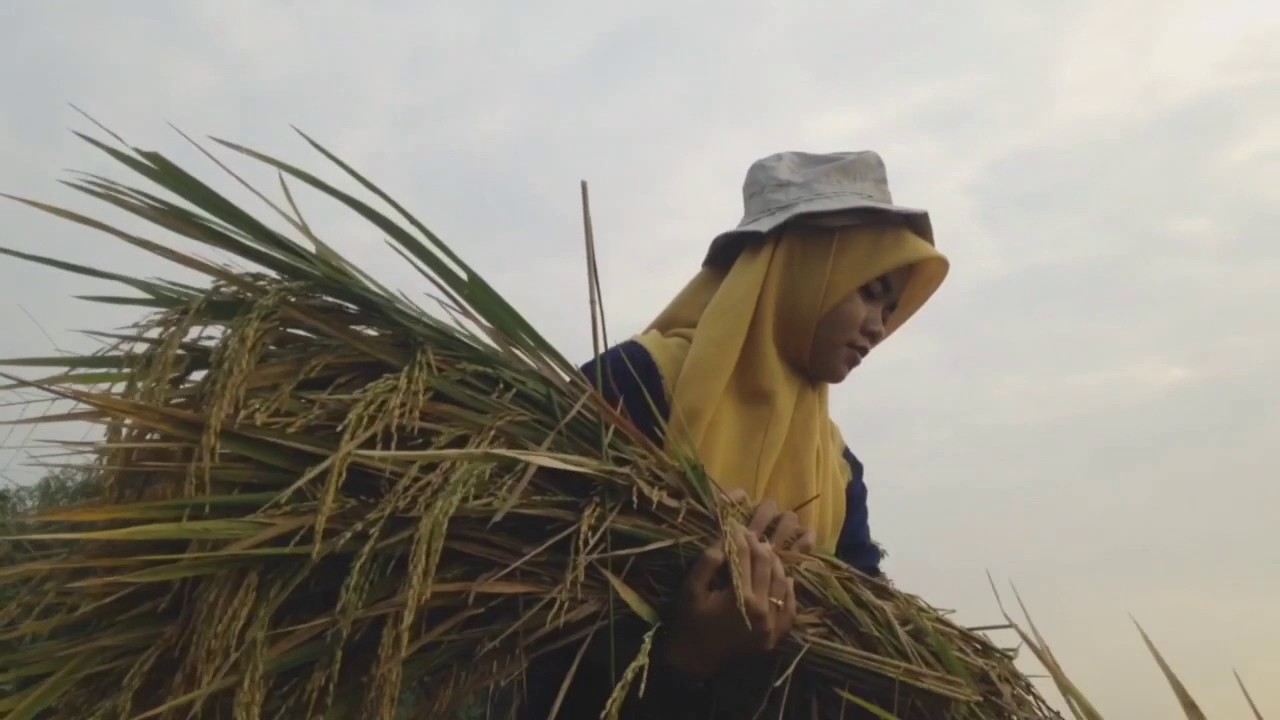 Pemanenan Padi Organik | KKN PPM 05 UMM | 2017 - YouTube