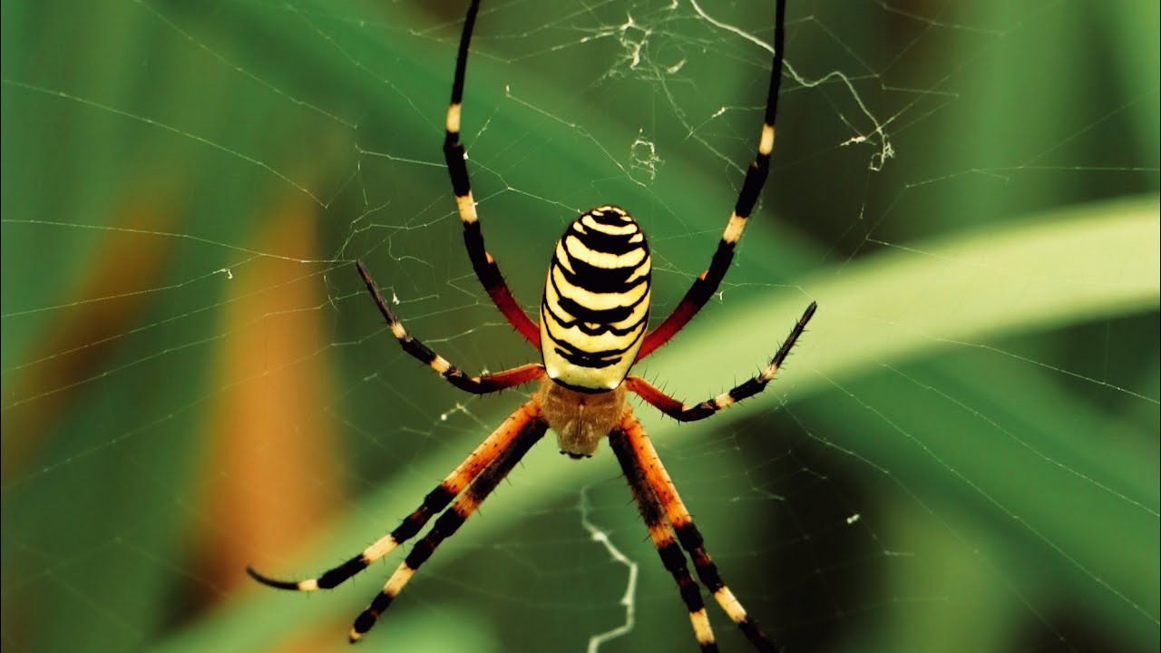 "Spiders: Master Weavers of Nature's Intricate Web" - YouTube