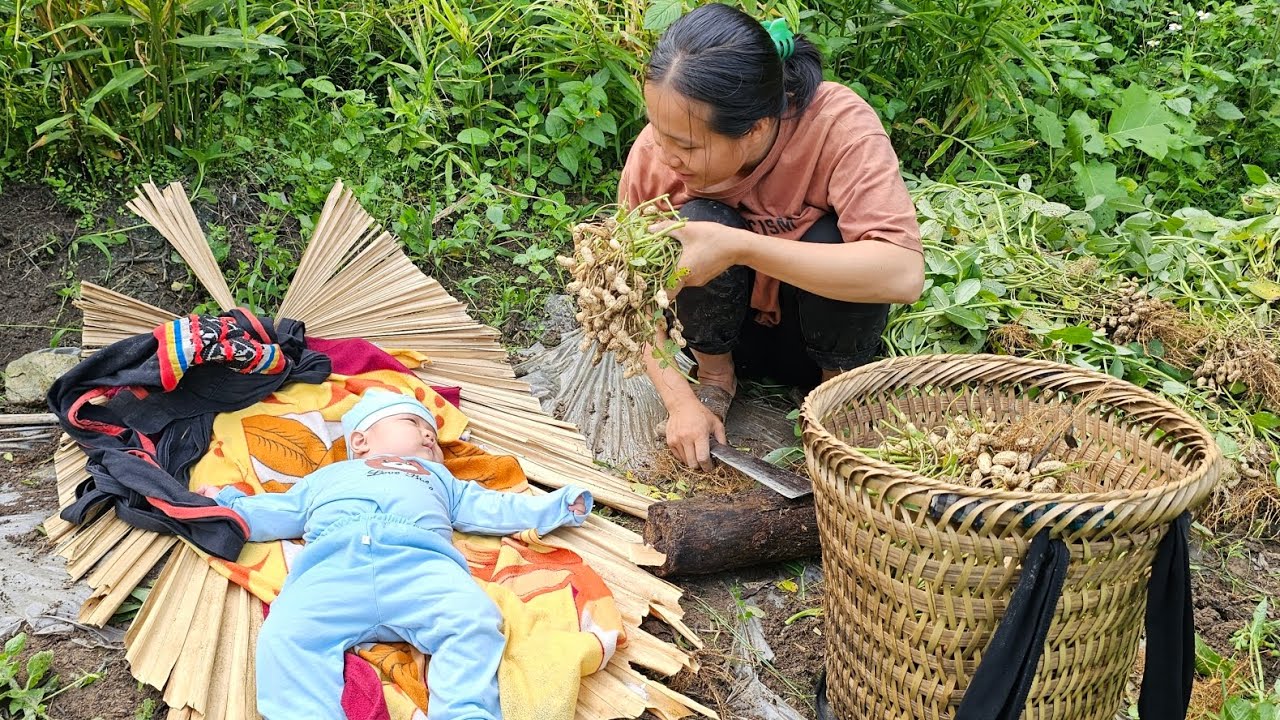 Harvest peanuts and pick vegetables - take it to the market to sell ...