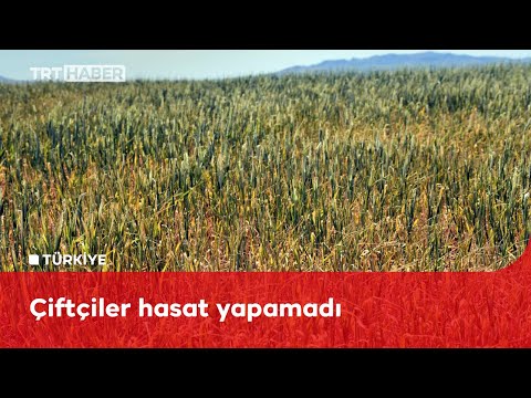 Konya Ovası'nı ve Şanlıurfa'yı kuraklık vurdu