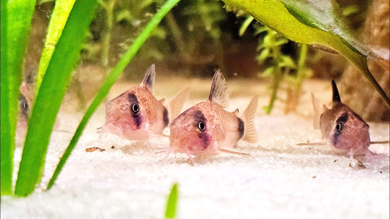 Panda Corydoras Catfish: The Playful Pandas of the Aquarium🐟4K - YouTube