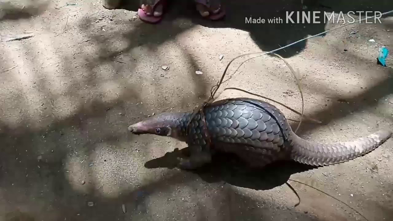Balintong/Pangolin - YouTube