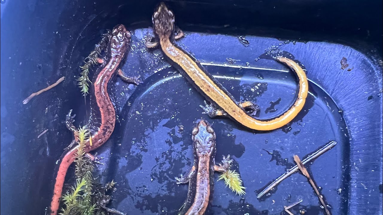 Hunting for salamanders in Oregon (multiple species!!!) - YouTube