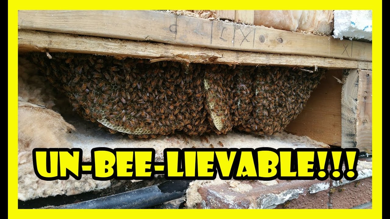 How To Remove A Honey Bee Hive From In Between Floor Joists!! - YouTube