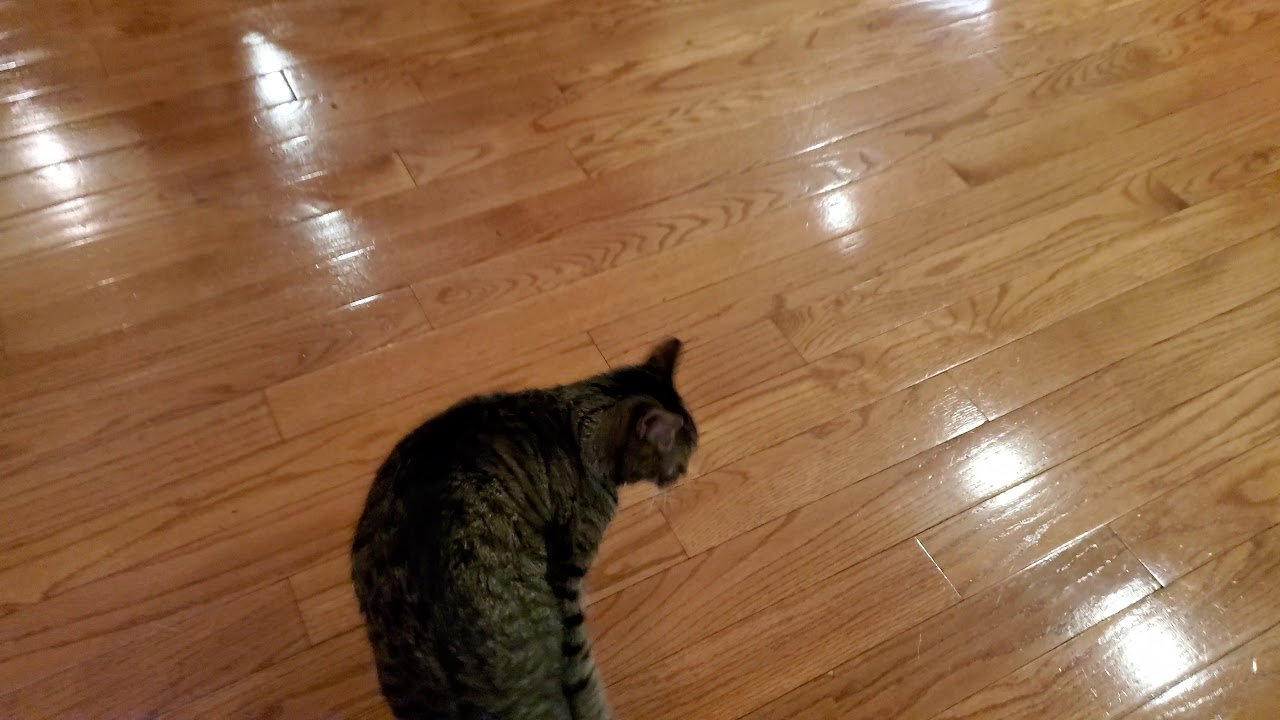 Cat paw stuck on tail - YouTube