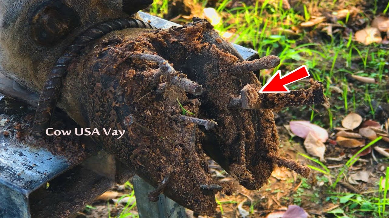 Screw it into the cow's hoof! Extreme deep cleaning and trimming rescue ...