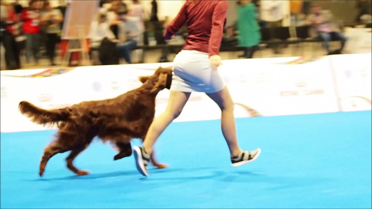 European Dog Show 2018, Irish Setter - YouTube