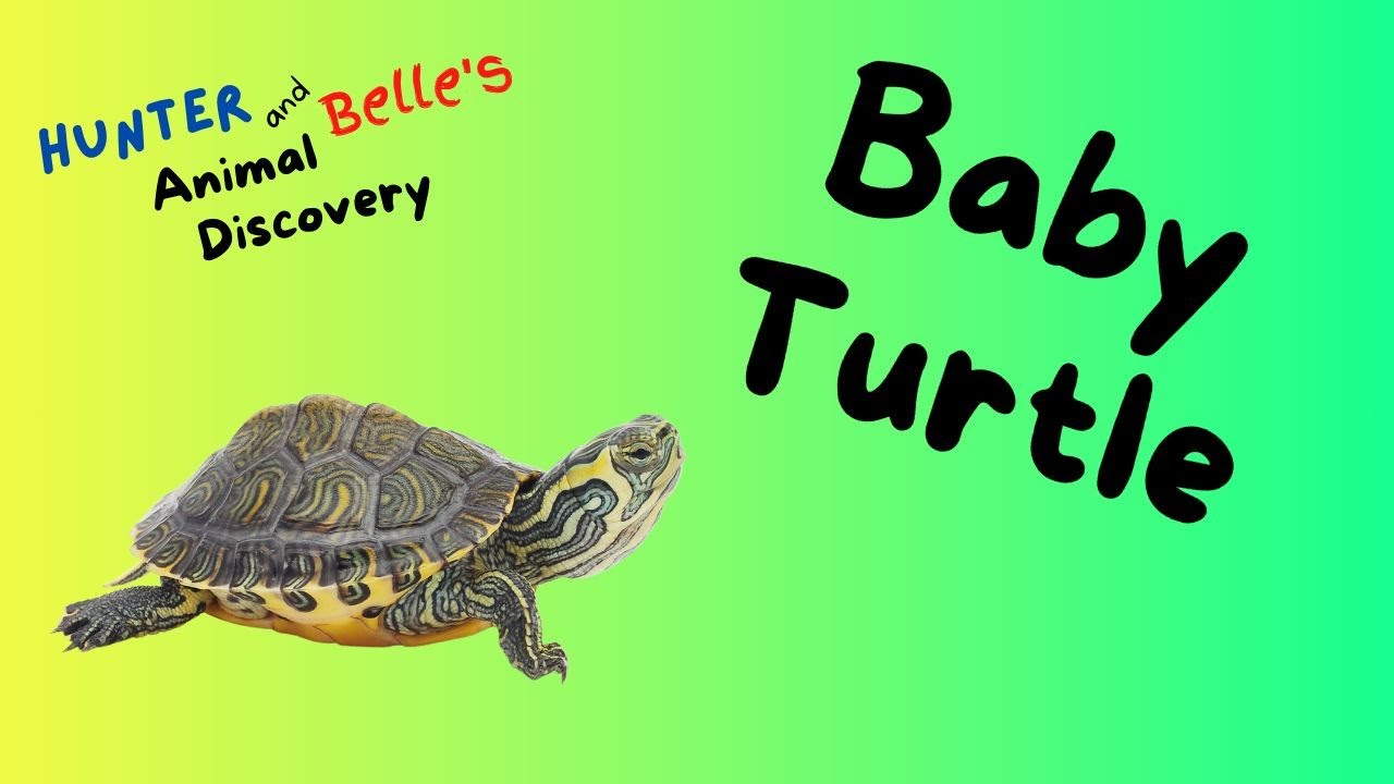 Check out the baby turtle we rescued! - YouTube
