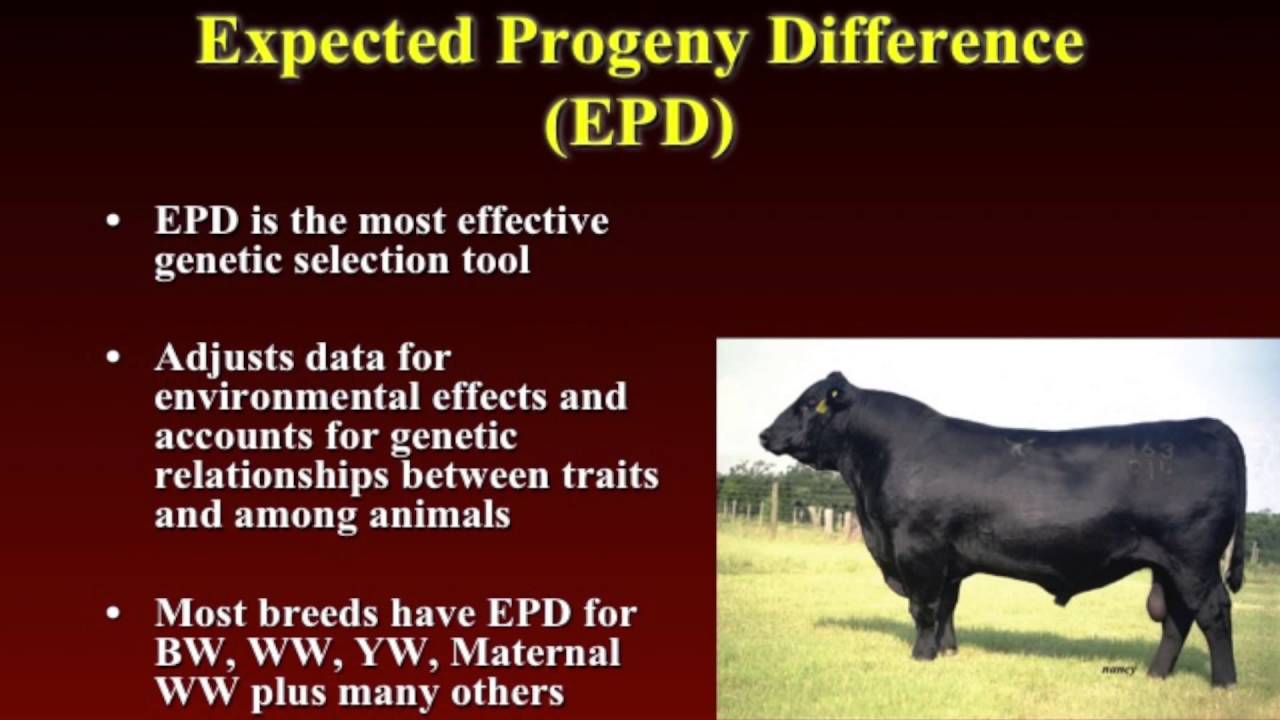 Lecture 9 Part 2- Selection Criteria for Breeding Bulls - YouTube
