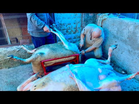 KURBAN KESİMLERİ 2023 - KURBANLIKLAR - KUZU YÜZME PARÇALAMA KESİMİ