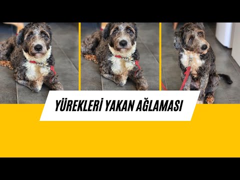 Yürekleri yakan ağlaması