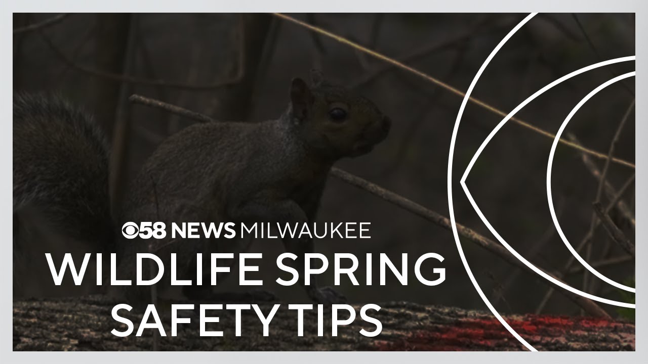 'Let them do their thing': Wildlife expert shares advice for keeping ...