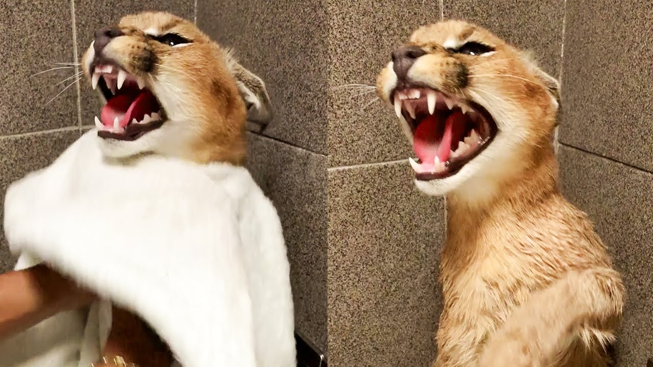 Caracal Cat Screaming After Bath || WooGlobe - YouTube