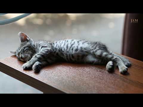 Pişiklər qəhvəyə dəvət edir - video