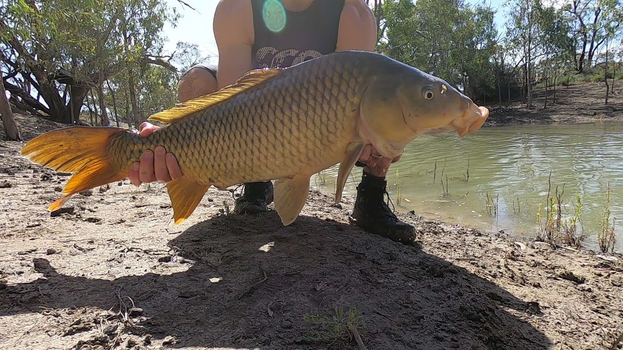 Murray River Camping - Yabbies and Giant Carp - YouTube