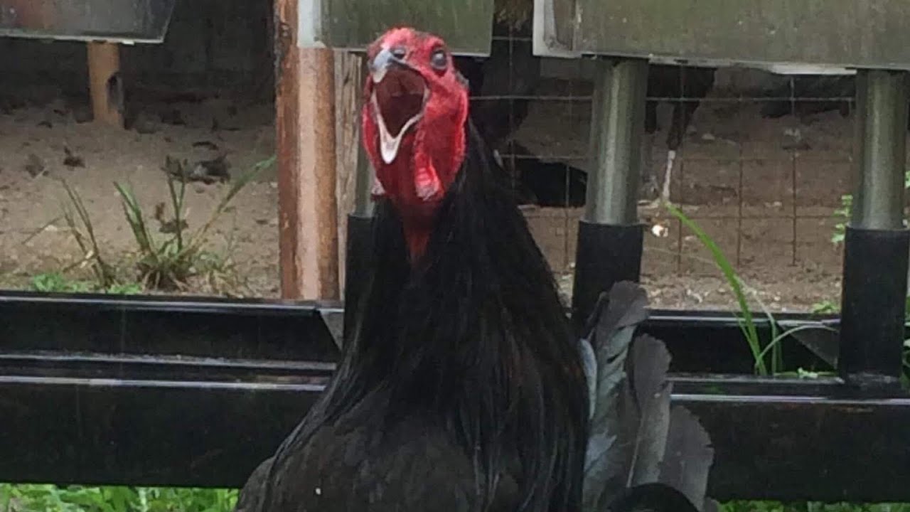 JMD Gamefarm, Bacolor, Gamefowl , Blues , Black McRae , Black Mamba ...