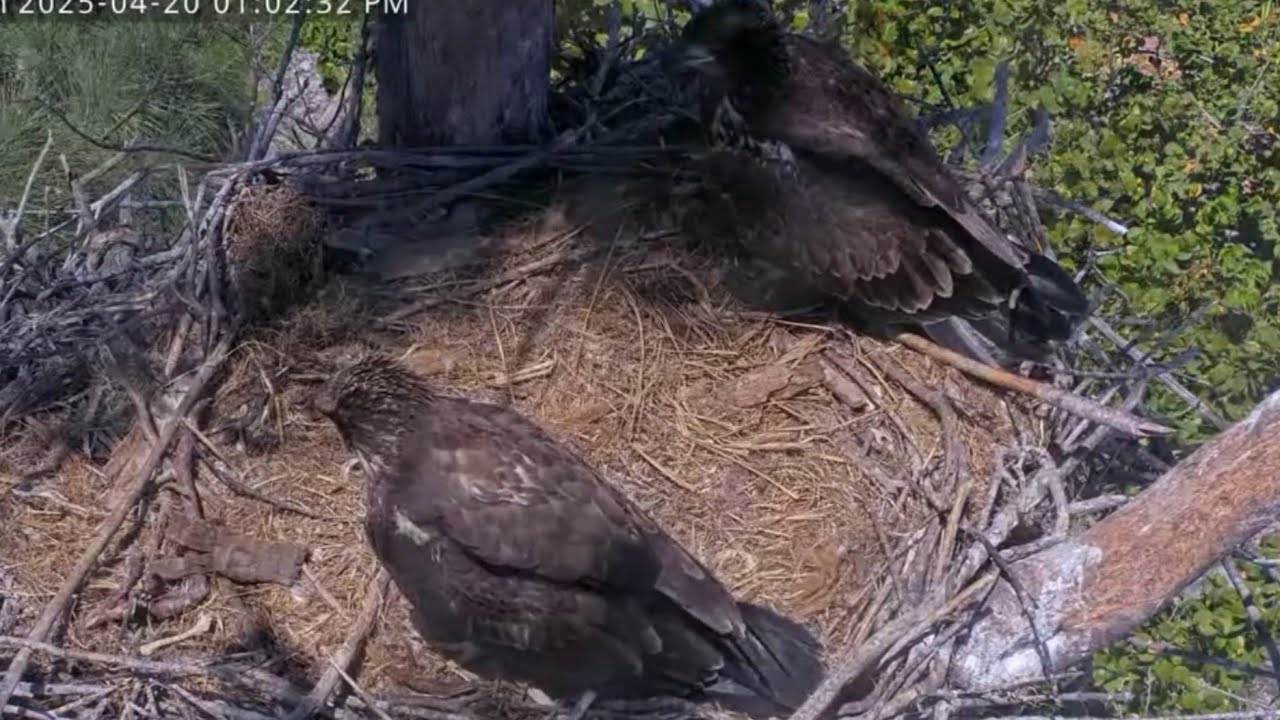 Tug of War over the fish between Dasher & Dancer, Dasher gets it ...
