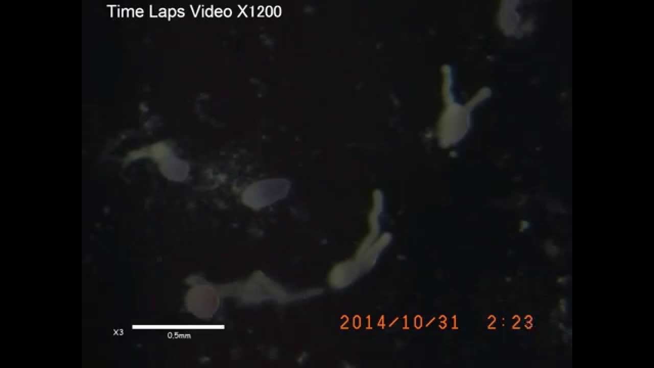 Metamorphoses from a planula of Turritopsis sp.1 to a polyp. - YouTube