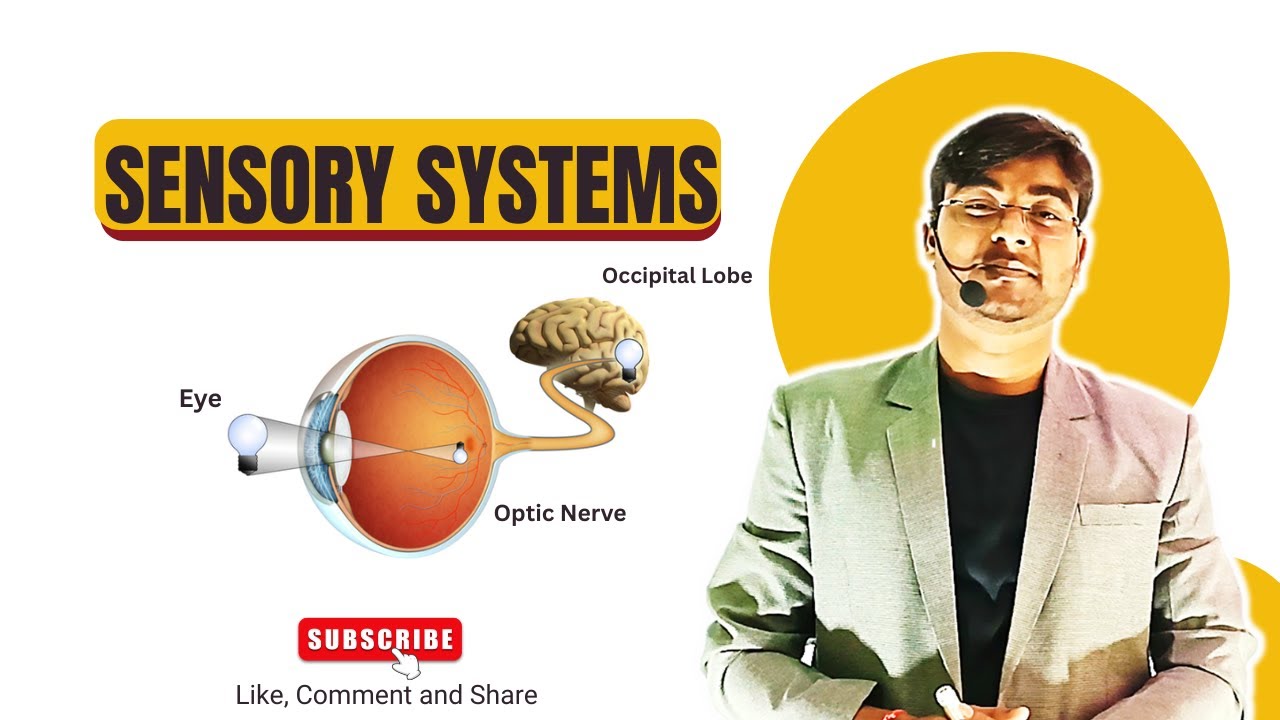 Sensory System Explained | Five Major Sensory Systems | Psychology ...