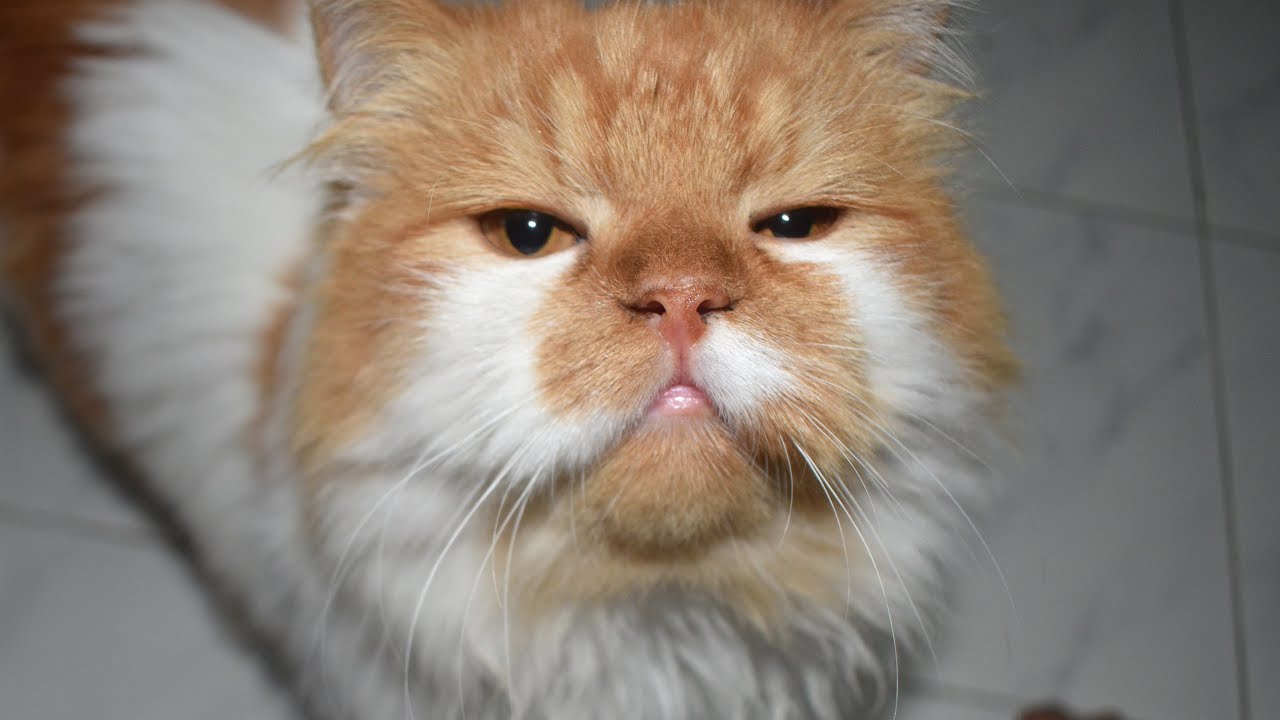 RIO | The Flirkin - YouTube