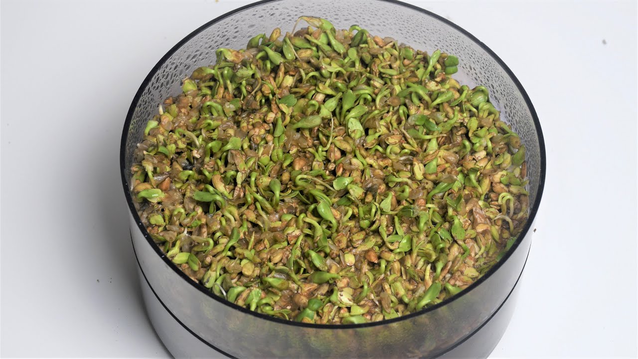 Sunflower seeds germination timelapse - YouTube