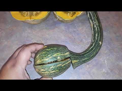 Guatemalan Green-Fleshed Ayote Squash!!.. somewhat, read description ...