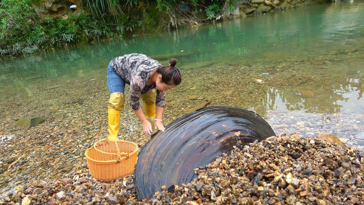 Giant clams appear in the sand pile river in the wild, and the girl ...