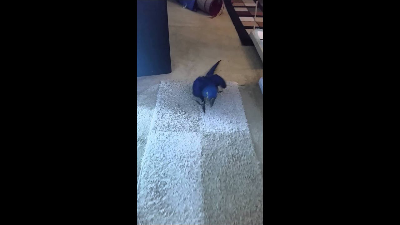 Baby Hyacinth macaw dory walking - YouTube