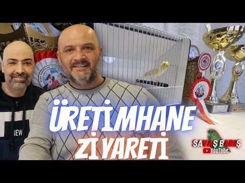 Şampiyon Sarı Mozaik Kanarya Üretim Hanesi Ziyareti - Muhabbet Kuşu, Kanarya Kür ve Hastalık Sohbeti