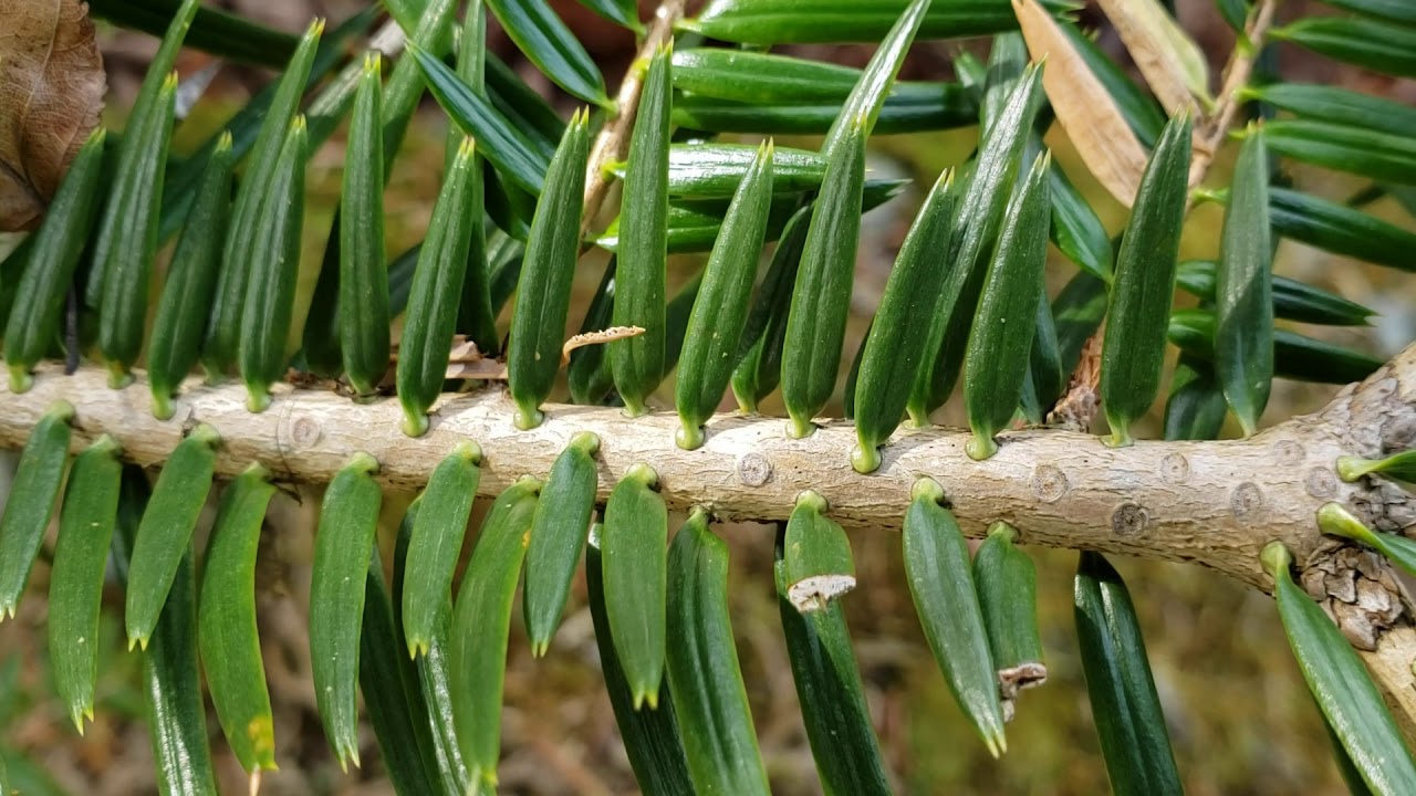 Japanese fir - YouTube