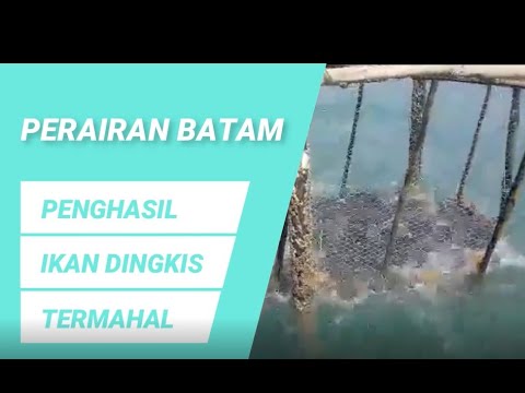 Ikan Dingkis Imlek Laris di Singapura (Fishing in Batam) - YouTube