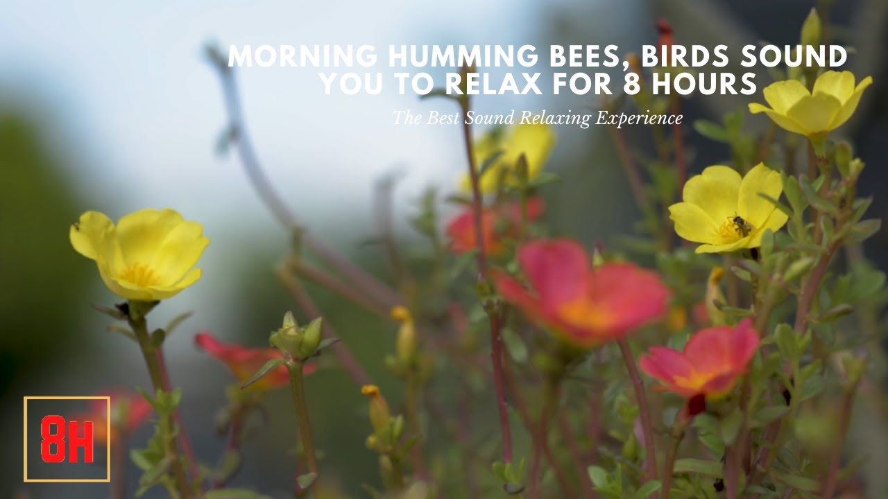 Morning Humming Bees, Birds Sound You to Relax for 8 Hours -The Best ...