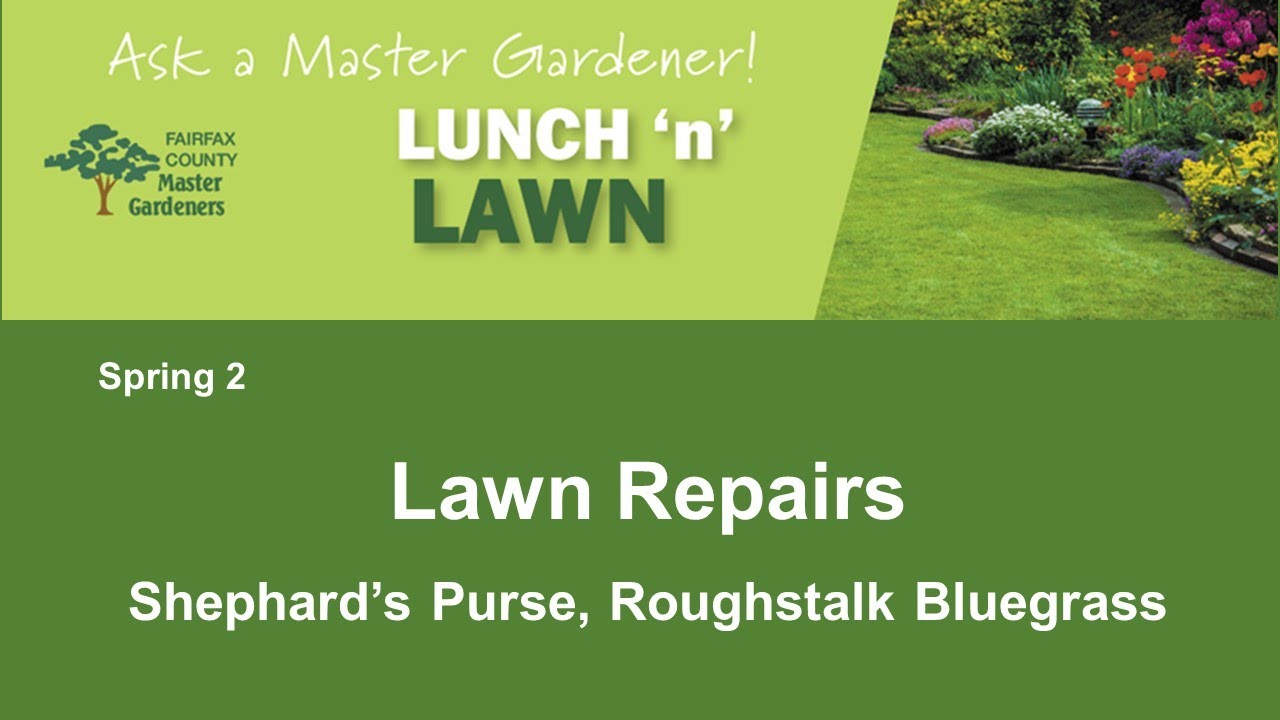 Lunch n' Lawn: Spring Lawn Repair, Shepard's and Rough Stalk Bluegrass ...