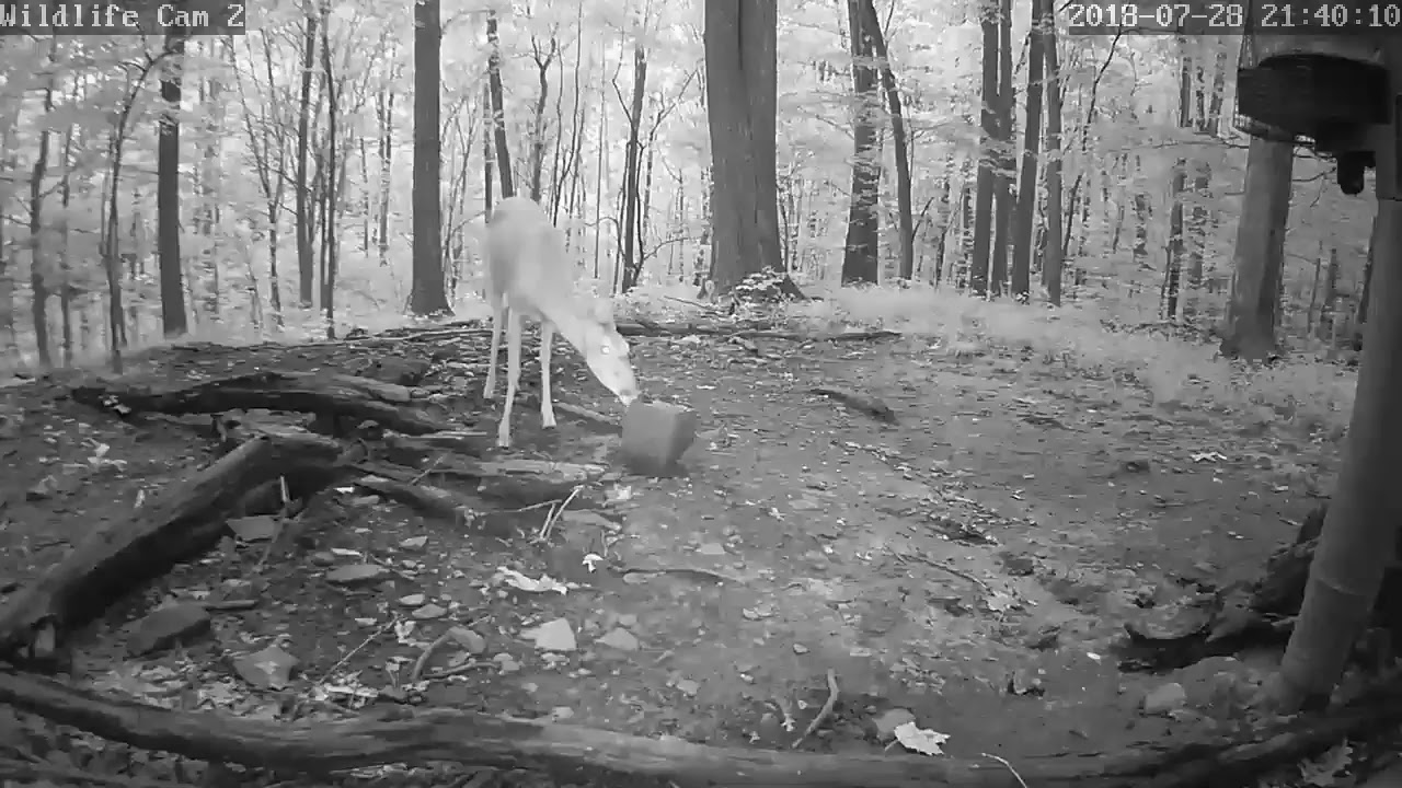 Live Deer & Wildlife Webcam 2 - YouTube