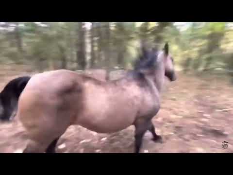 Horse runs away and then kicks a tree and farts on dogs