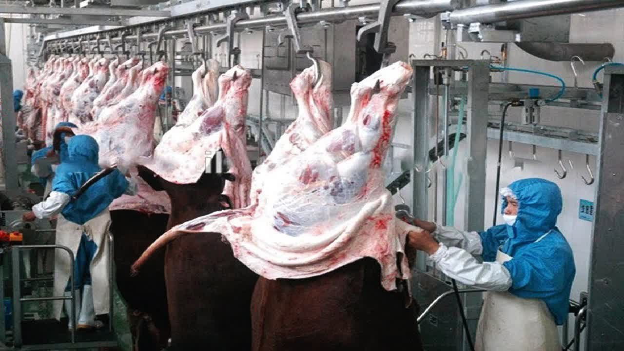 Incredible Modern Cowhide Processing Factory Technology - Cow Farm ...