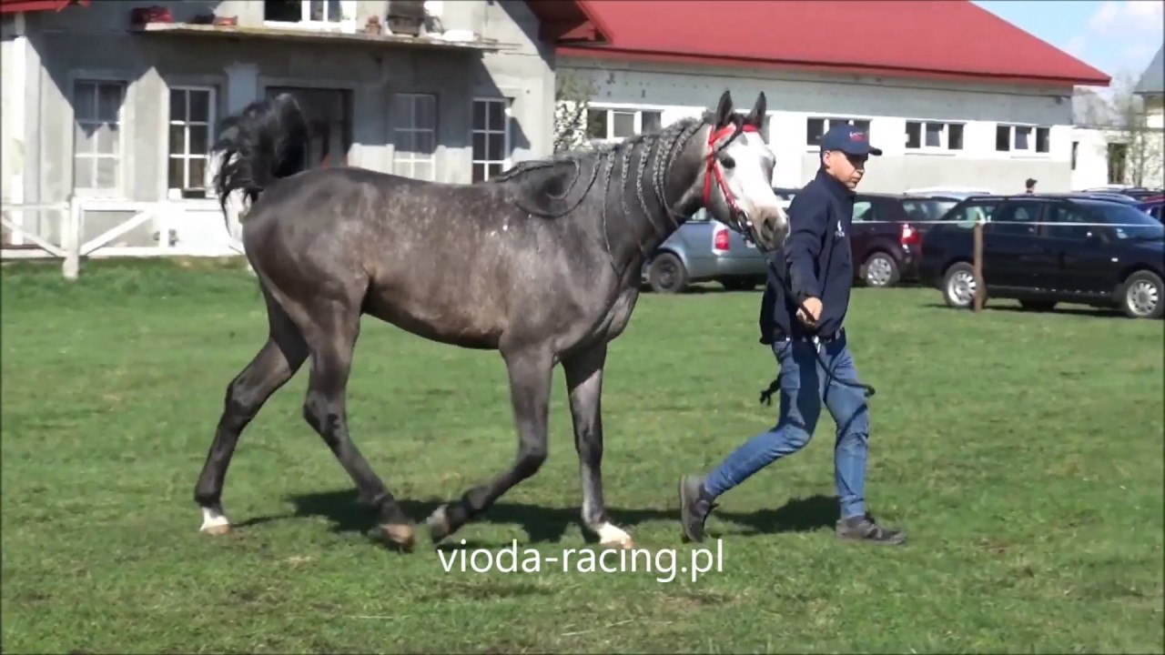 ogier Aktyw (Dahess - Adamara / Karat) 2014, hod. L. Błaszczyk - YouTube