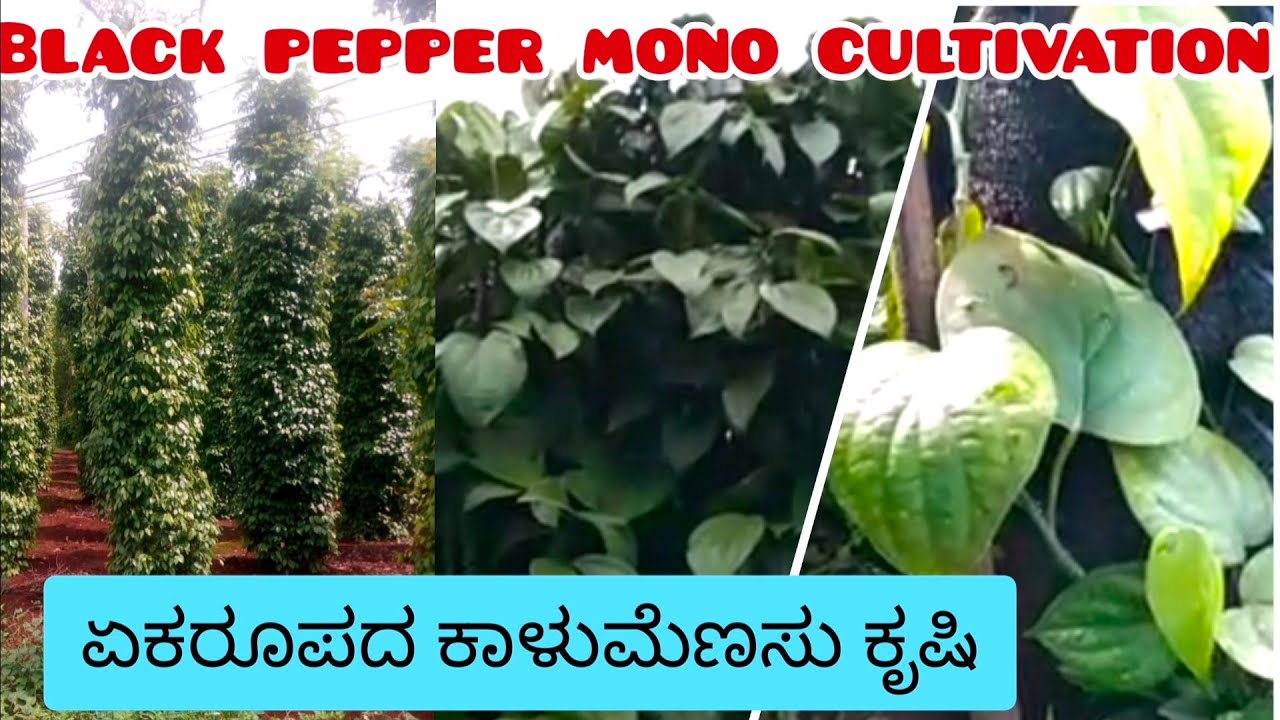 High density pepper | vertical column Pepper | black pepper | ಹೆಚ್ಚಿನ ...