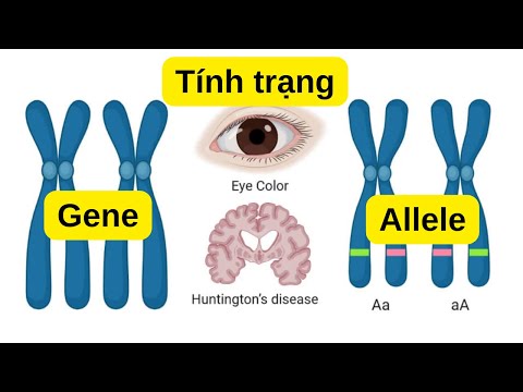[Sinh 12] Gen, alen, tính trạng - Vật chất di truyền ở cấp độ tế bào ...