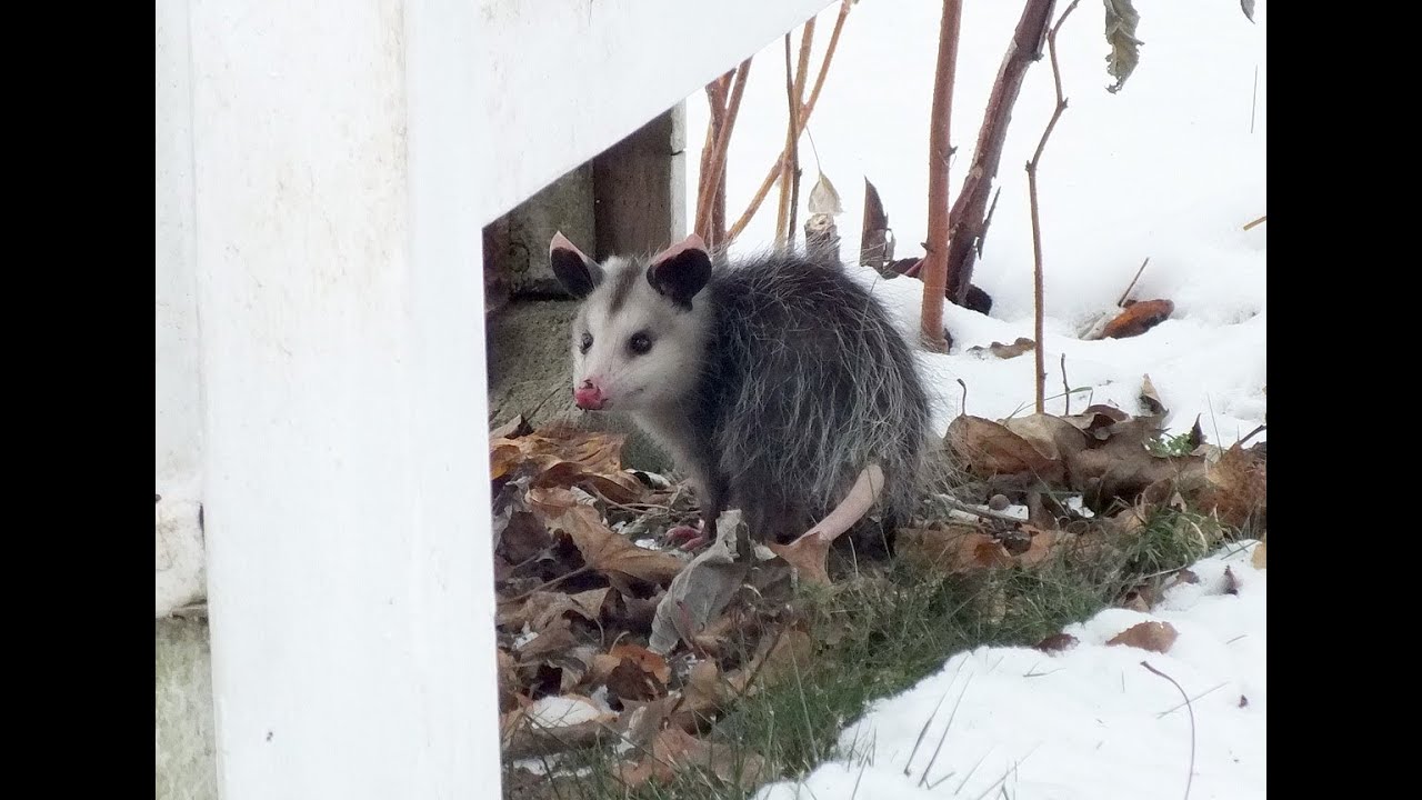 An Opossum visits my Toronto backyard - YouTube