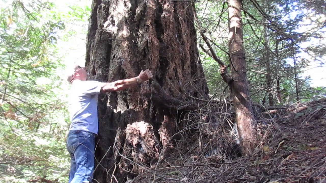 Old Growth Douglas Fir - YouTube