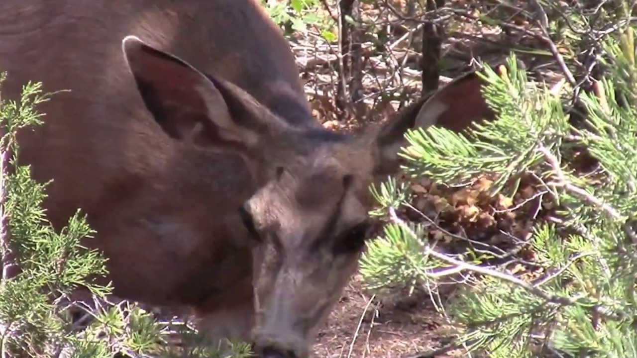 Walk on the Wild Side: Deer Encounter June 2018 - YouTube