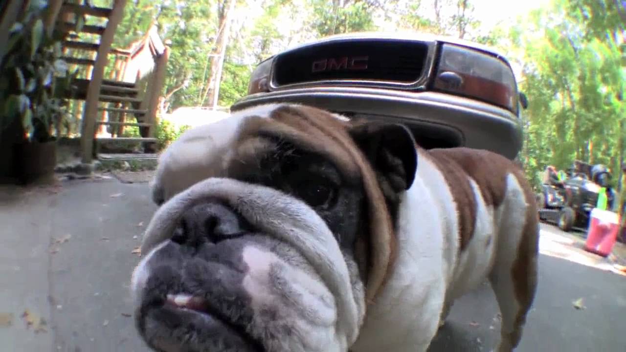 OTIS THE BULLDOG - Fisheye bulldog camera view - YouTube