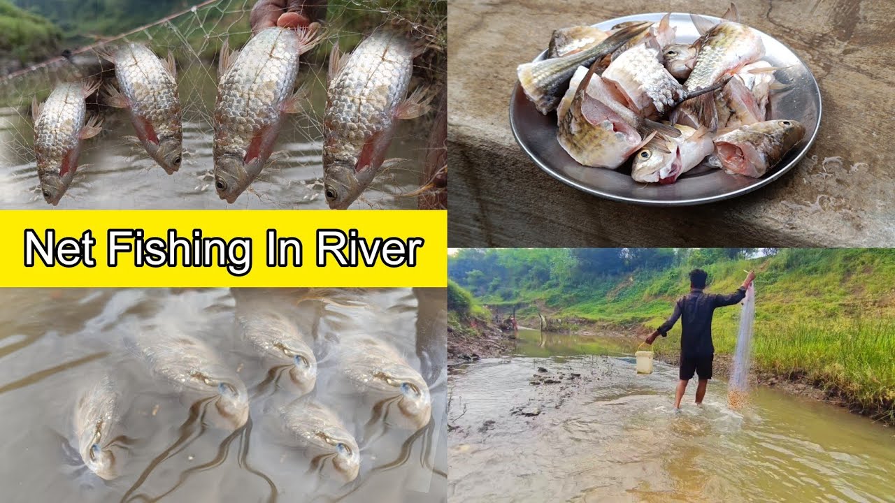 Net Fishing ln River 🐠 Net Fishing In Village | जाल से मछली कैसे पकड़ते है - YouTube
