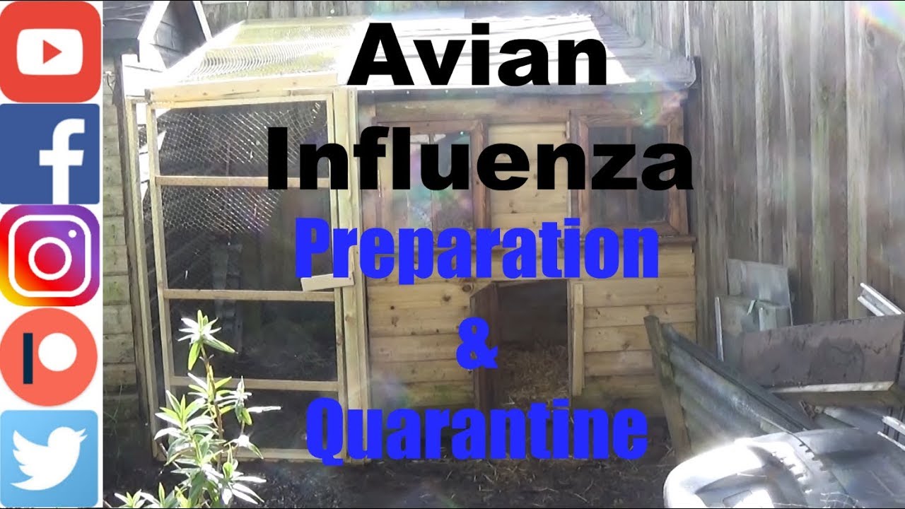 Avian Influenza Preparation Chicken Run/Quarantine - YouTube