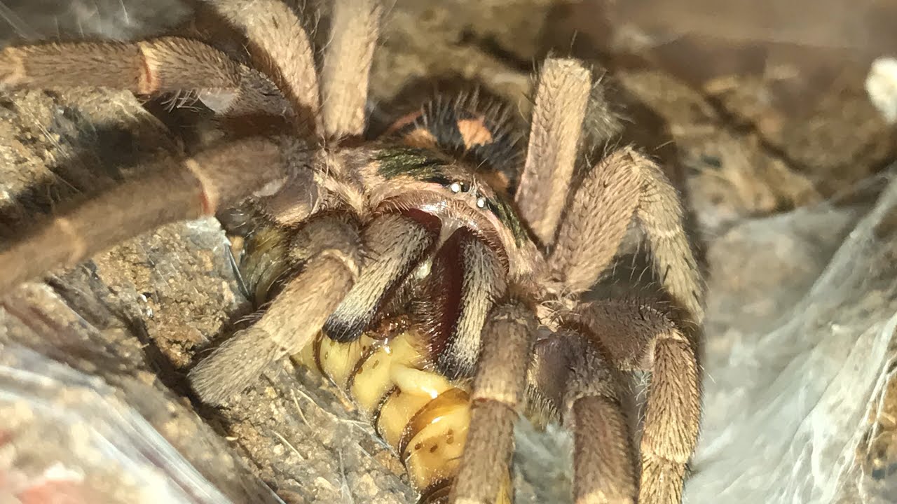 Hapalopus Sp Colombia Large Form ( First Feed After Molt ) - YouTube