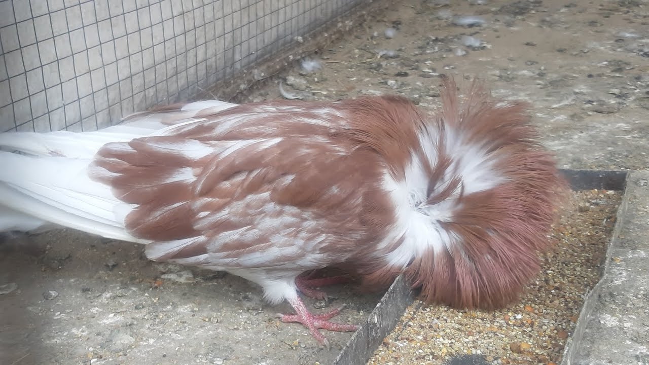 beautiful jacobin in red color - YouTube